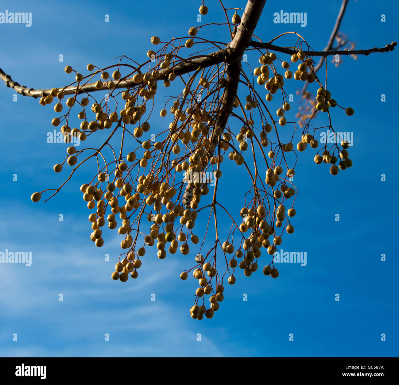 Small yellow berries of White Cedar Melia azedarach , Persian Lilac ...
