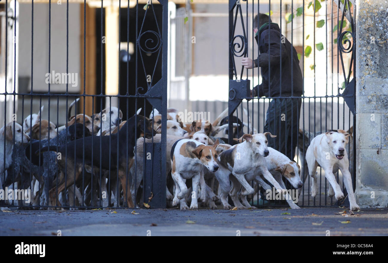 Fox hounds hi-res stock photography and images - Alamy