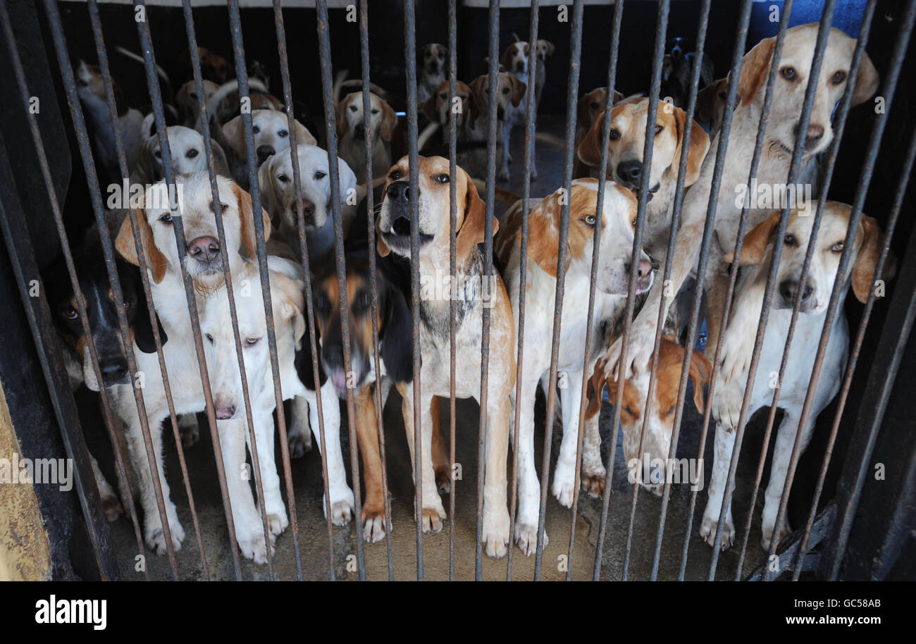 Fox hounds wait at the kennels before the Opening Meet of the Duke of ...