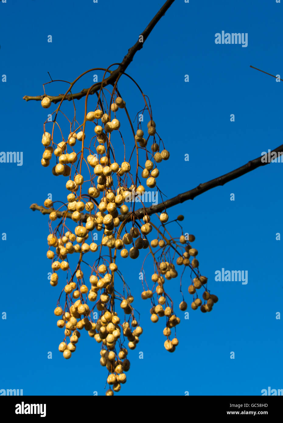 Small yellow berries of White Cedar Melia azedarach , Persian Lilac ...
