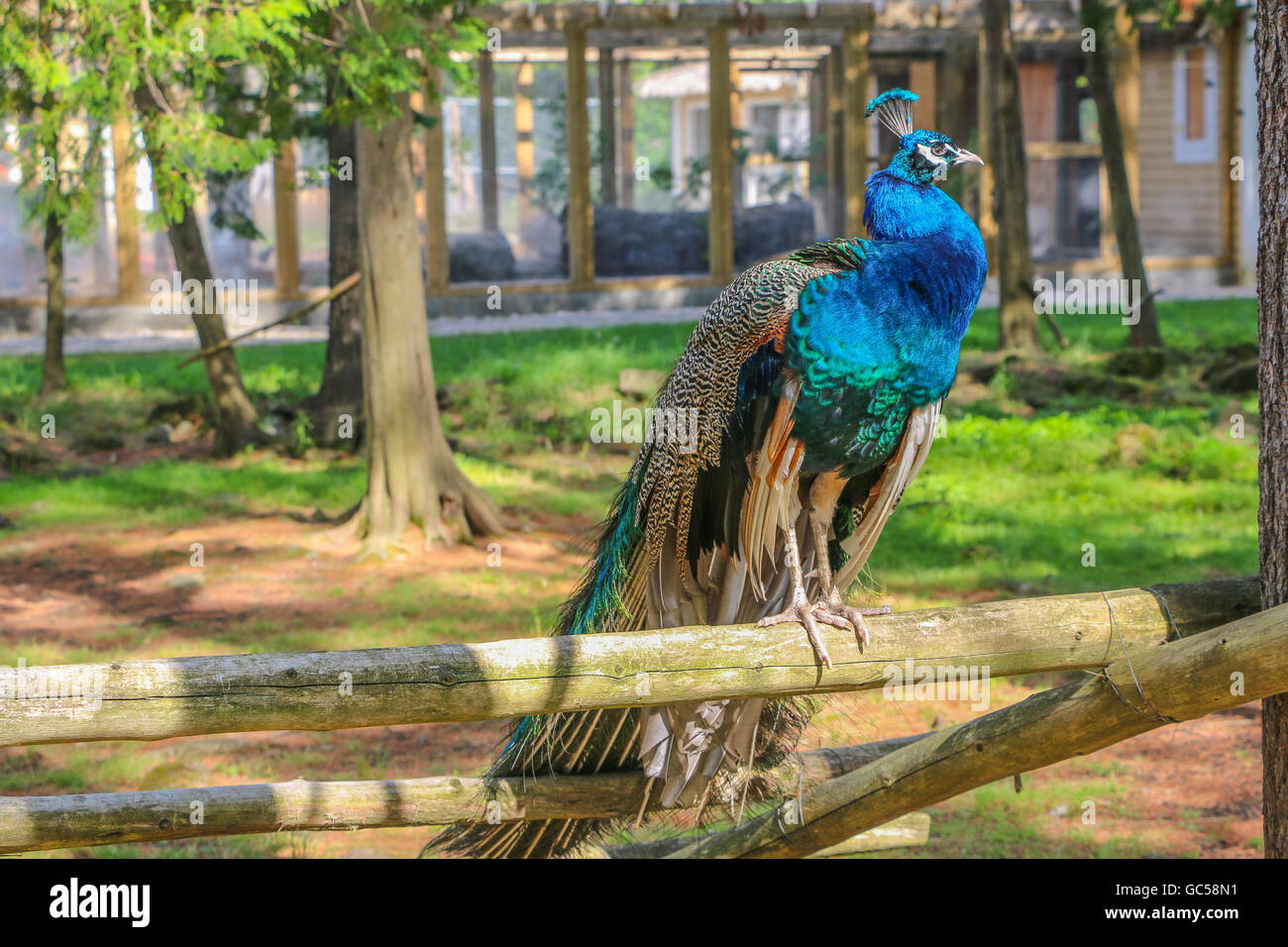 Peacock in safari in Quebec, Canada Stock Photo - Alamy