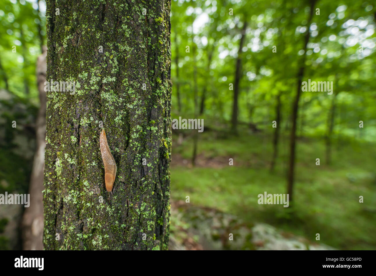 Land slugs hi-res stock photography and images - Alamy
