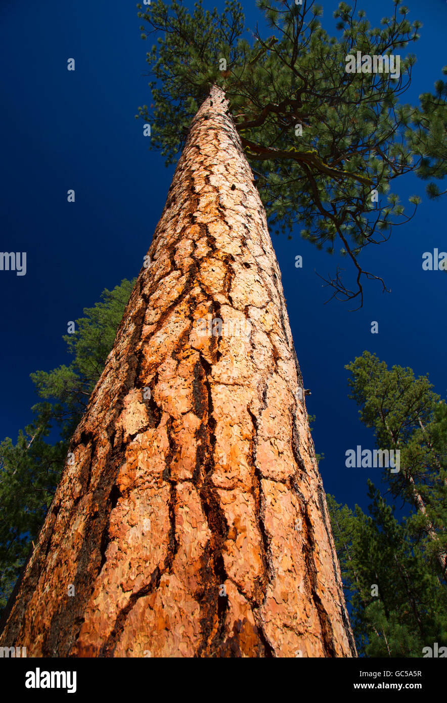 Tall old growth ponderosa pine hi-res stock photography and images - Alamy