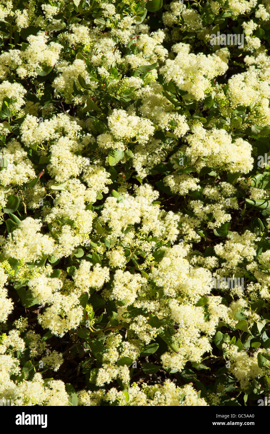 Laurel point hi-res stock photography and images - Alamy