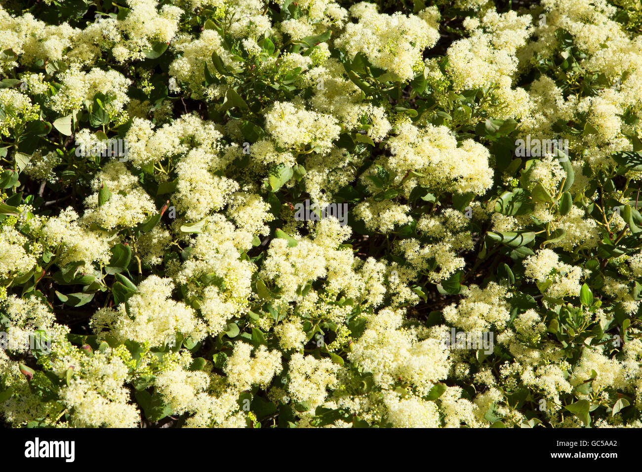 Sticky laurel, Fremont National Forest, Oregon Stock Photo - Alamy