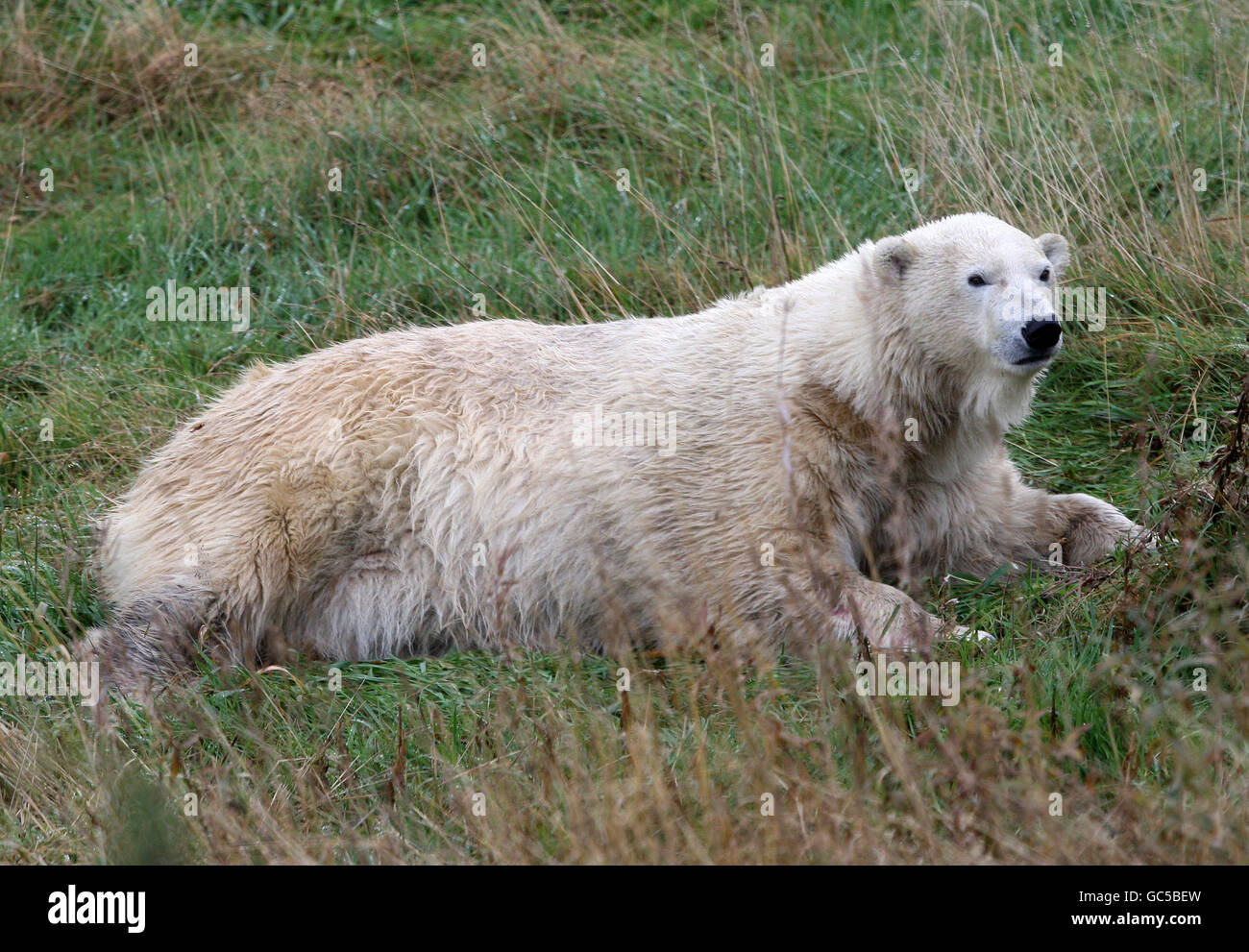 Mercedes, the UK's only polar bear, in her new enclosure for her first ...