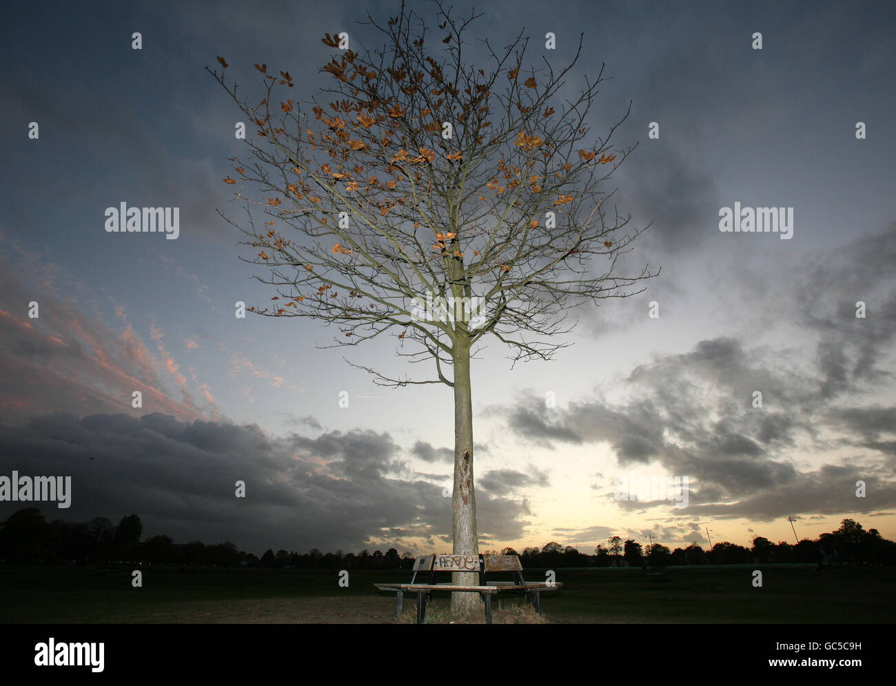 Few leaves hi-res stock photography and images - Alamy