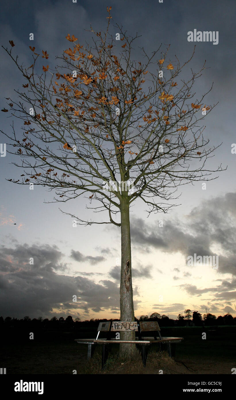 A tree with very few leaves left, on an Autumn evening on Wimbledon ...