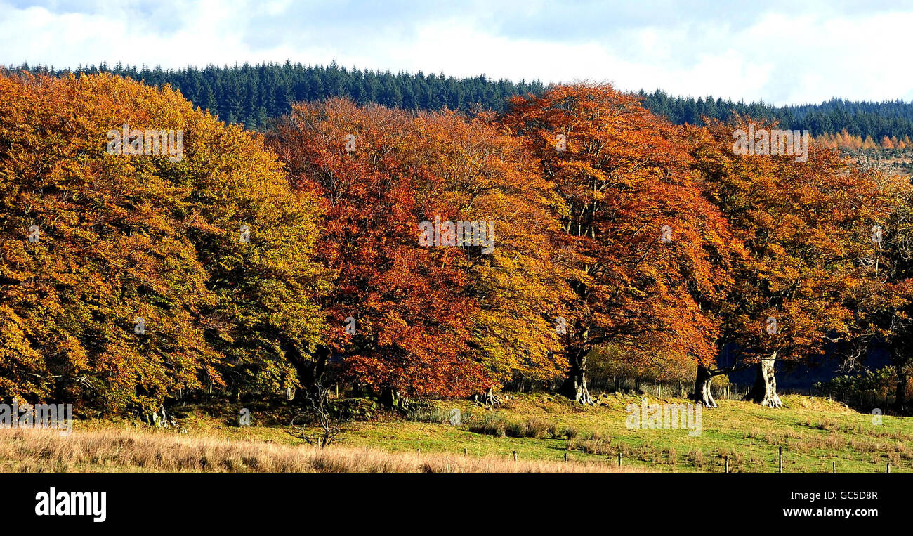 Standalone tree autumn hi-res stock photography and images - Alamy