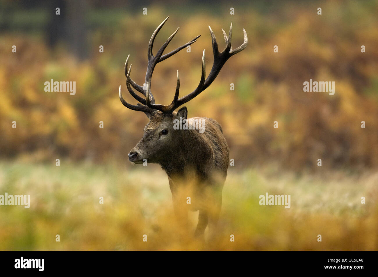 Autumn colours on display as a 14-pointer Red Deer Stag makes his way ...