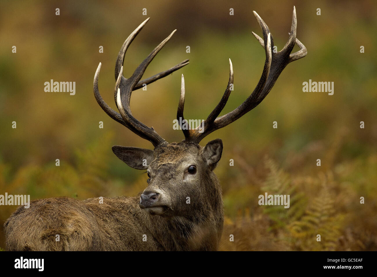 Autumn ampics ampics hi-res stock photography and images - Alamy