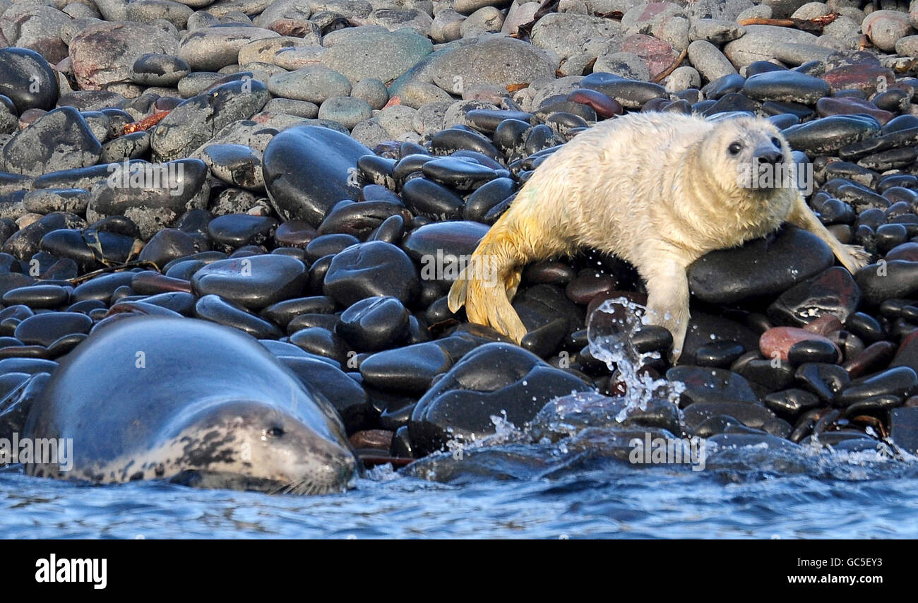 Newly born fish hi-res stock photography and images - Alamy