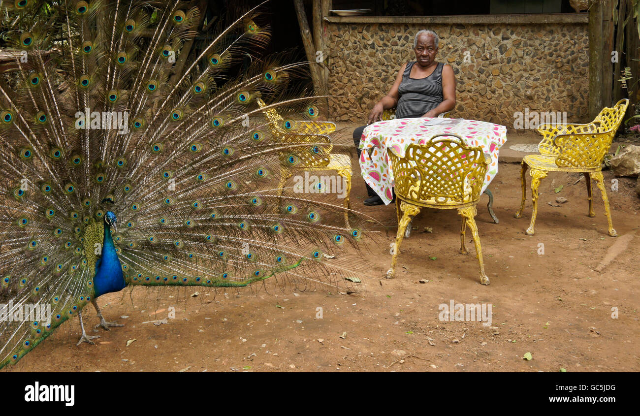Peacock chair hi-res stock photography and images - Alamy