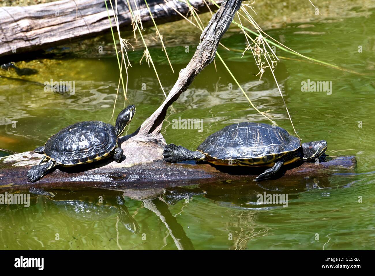 Aquatic turtles basking in the sun Stock Photo - Alamy