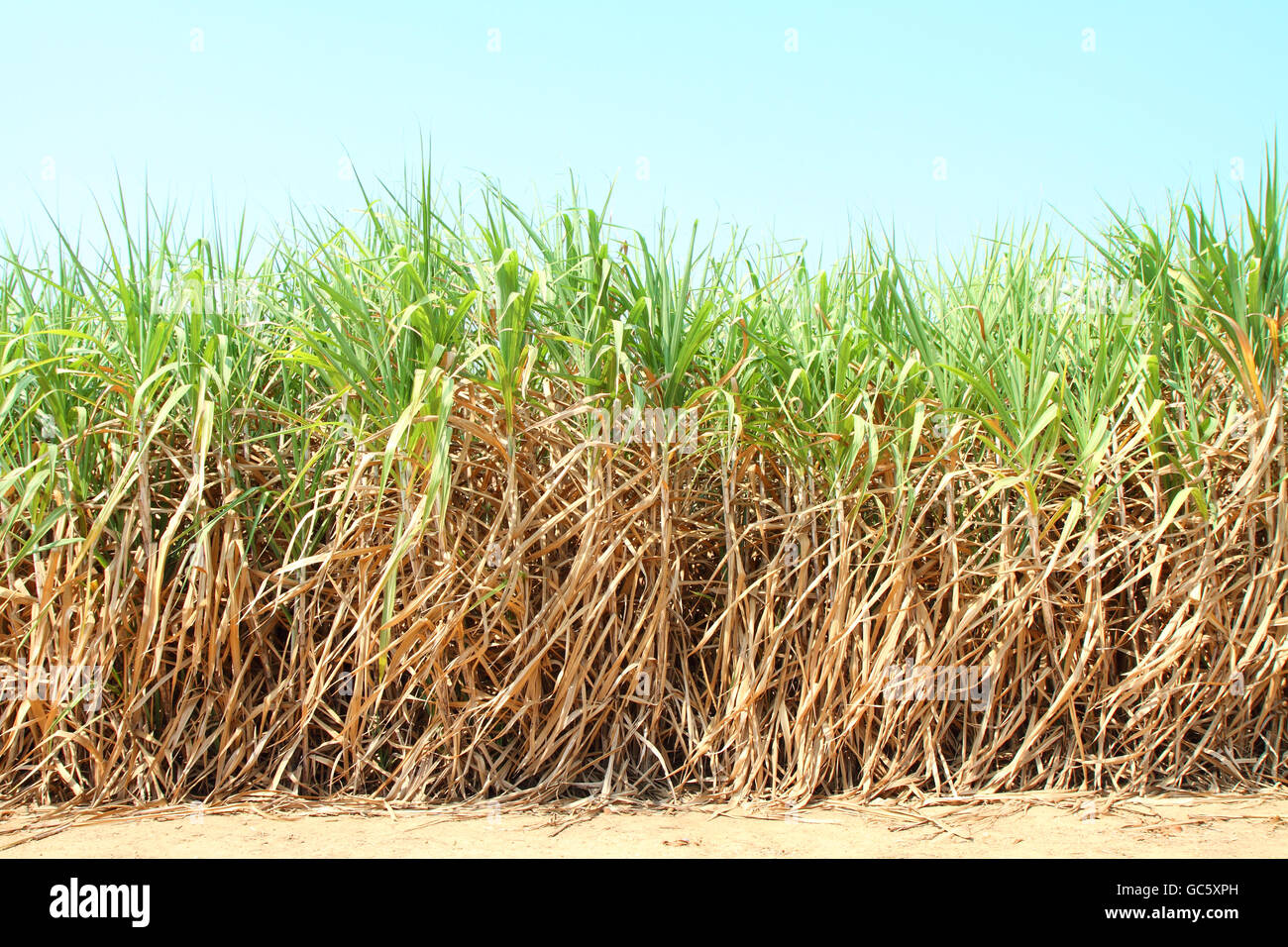 Sugarcane plantation hi-res stock photography and images - Alamy