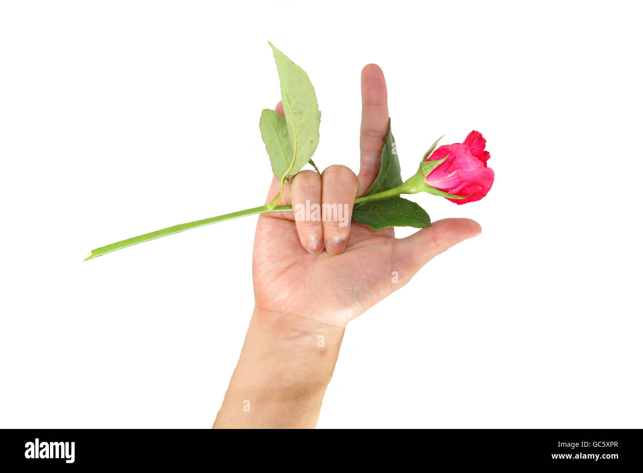 Pink roses in hand Stock Photo - Alamy