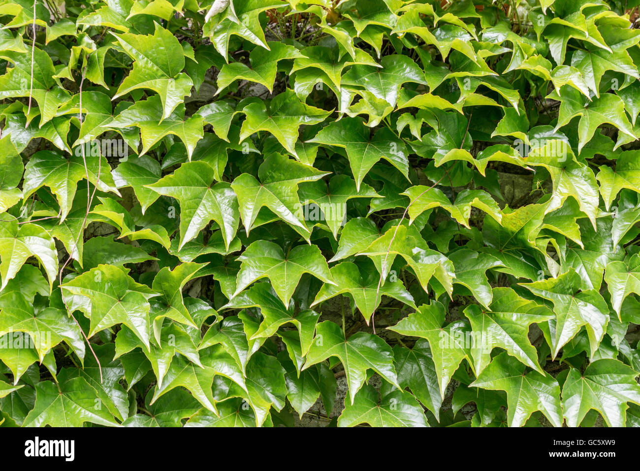 Creeper leaf hi-res stock photography and images - Alamy