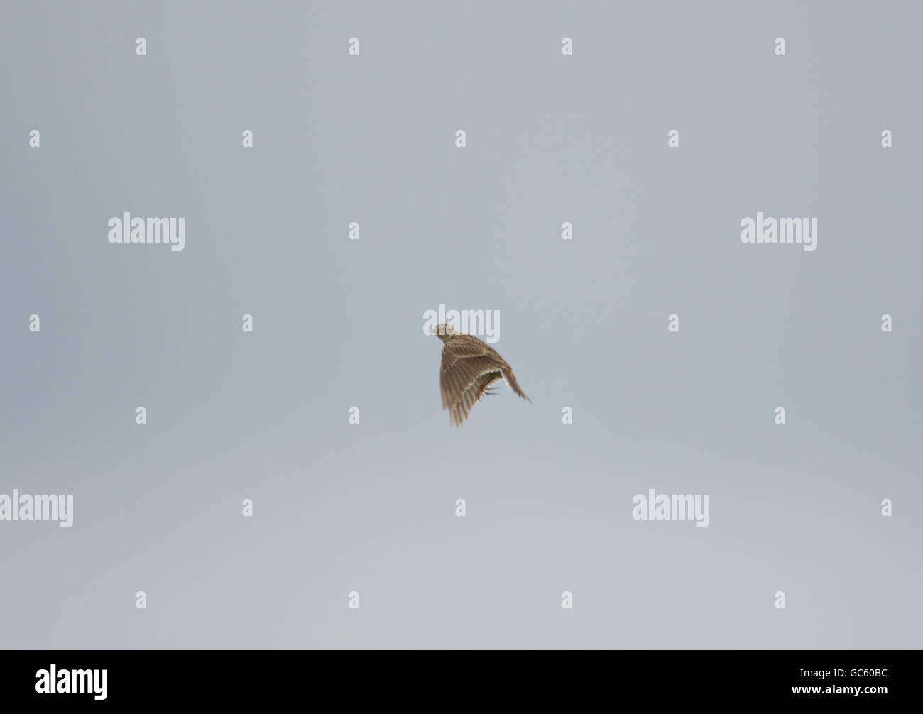 Skylark flying hi-res stock photography and images - Alamy