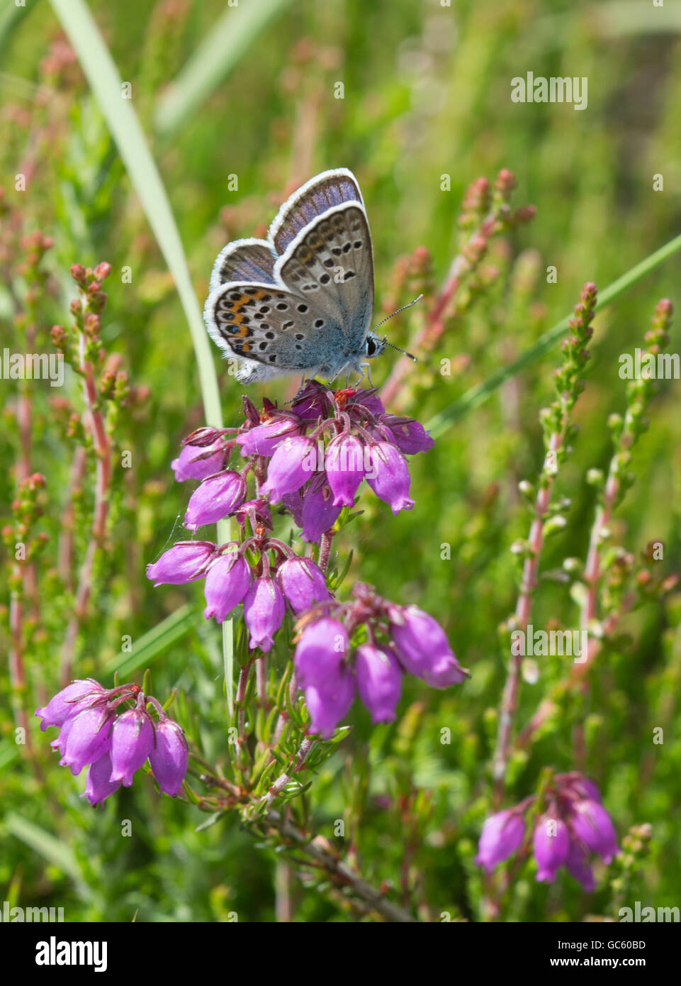 Blue butterfly butterflies hi-res stock photography and images - Alamy
