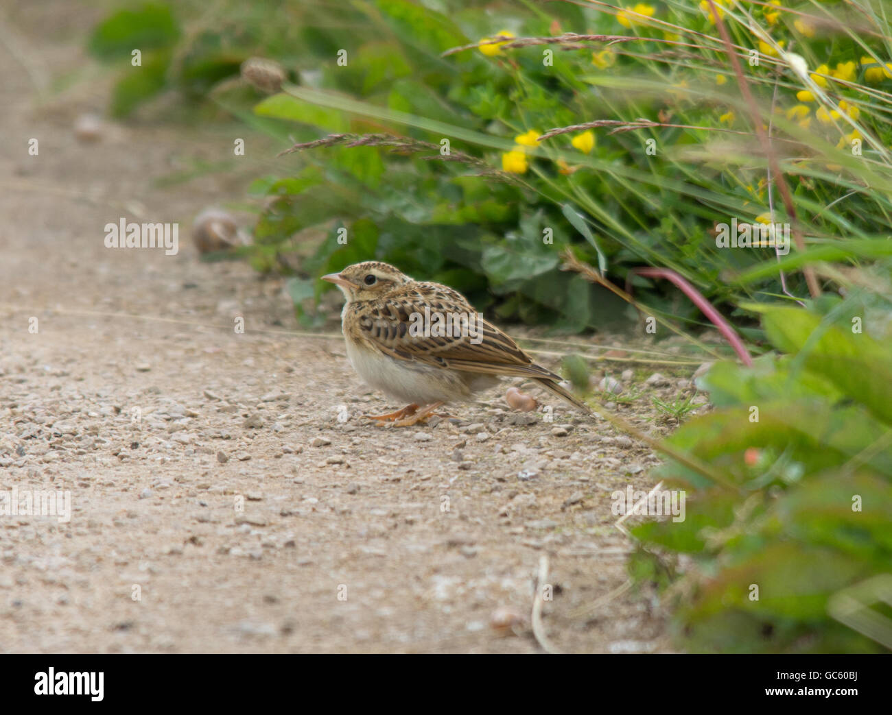 Skylark bird hi-res stock photography and images - Alamy