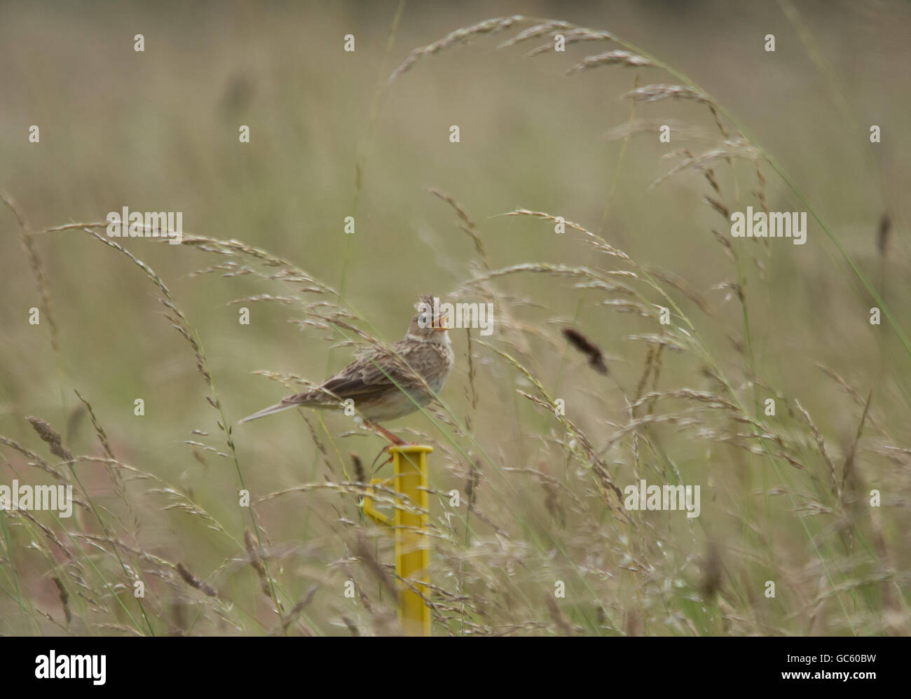 Skylark bird hi-res stock photography and images - Alamy