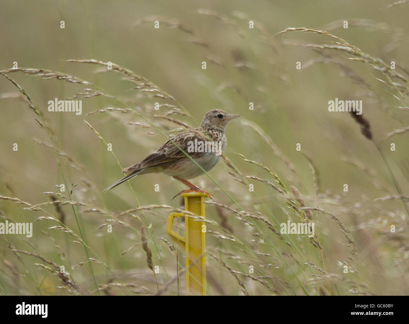 Skylark bird hi-res stock photography and images - Alamy