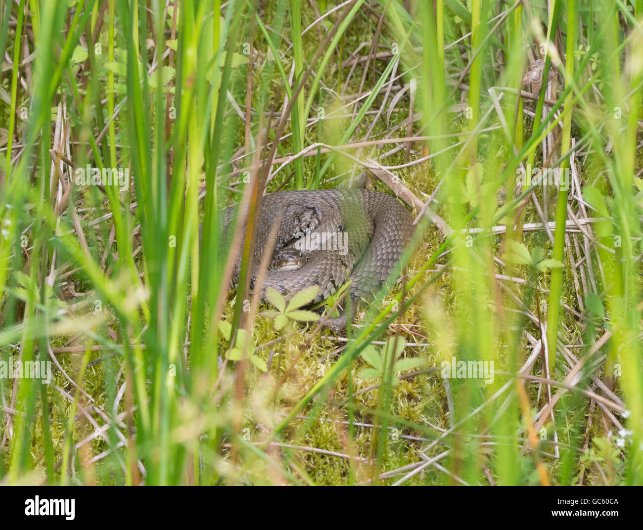 Grass snake (Natrix natrix) basking in moss and grasses in Berkshire ...