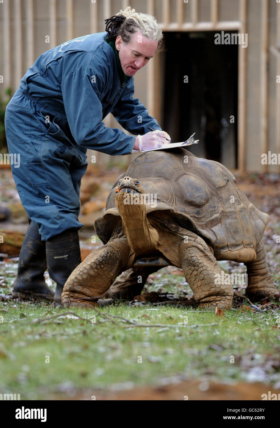 Zoo keeper Sebastian Grant accounts for Dirk, a giant Galapagos ...