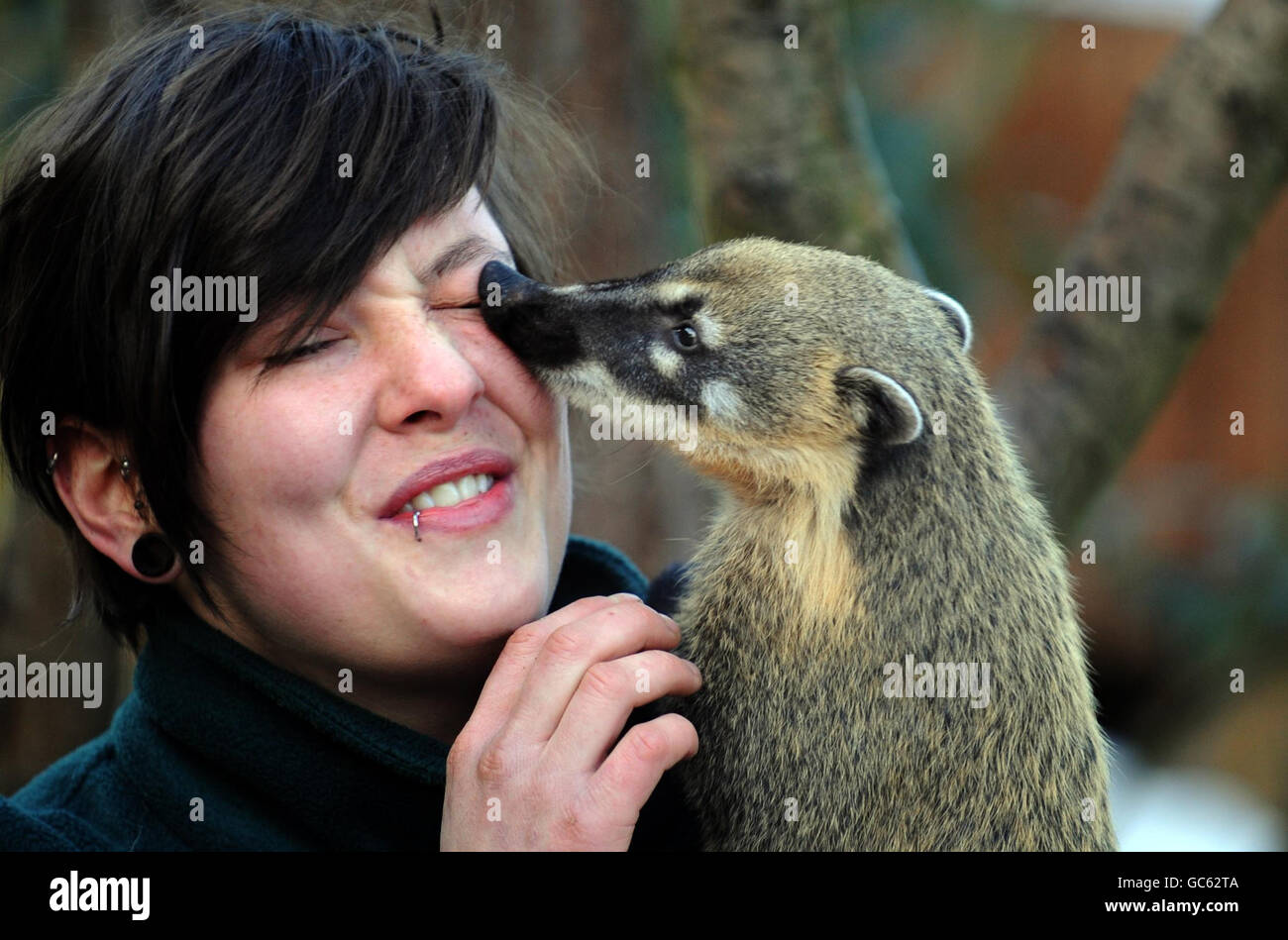 London Zoo stock-take. Zoo keeper Lucy Smith with a coati during the ...