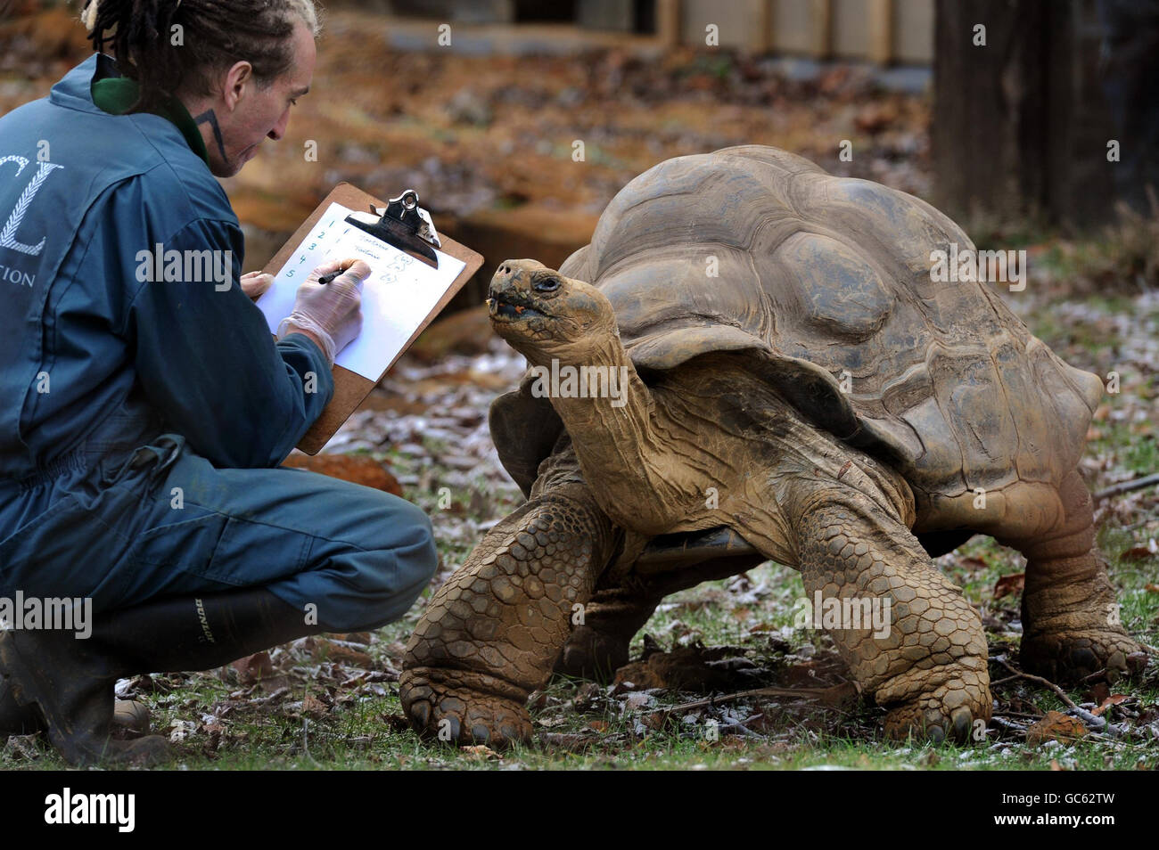 Zoo keeper Sebastian Grant accounts for Dirk, a giant Galapagos ...