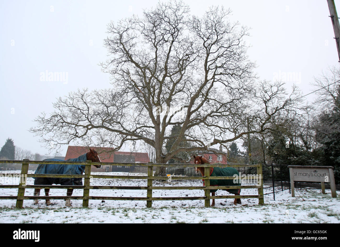 Horses stand in field in hardwick hi-res stock photography and images ...