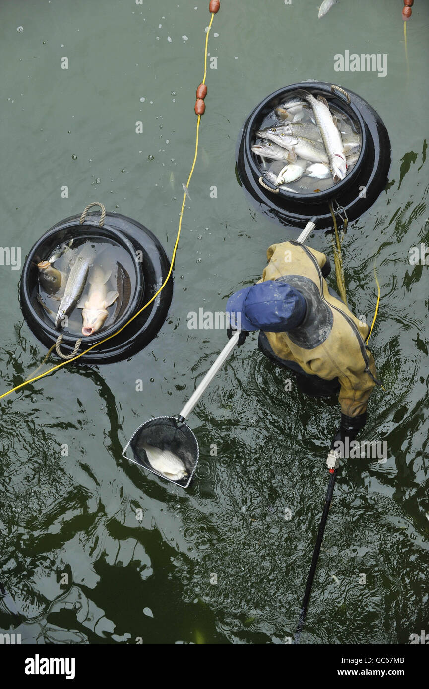 Fisherman collect fish in buckets after using an electric current ...
