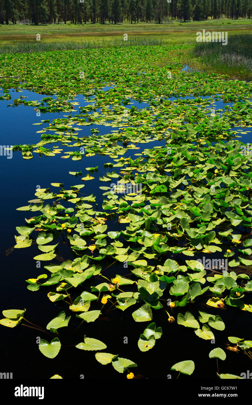 Klamath marsh hi-res stock photography and images - Alamy