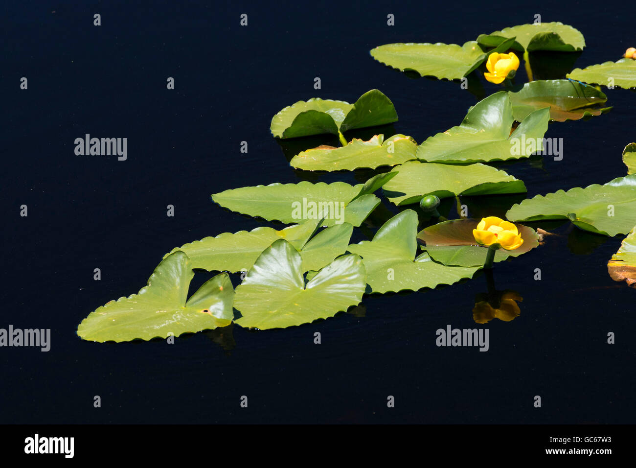 Cow lilies hi-res stock photography and images - Alamy