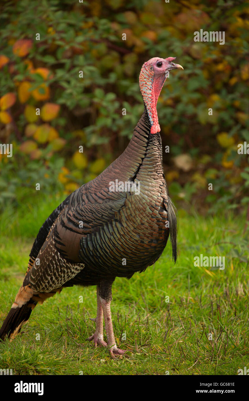 American turkey, Wildlife Safari, Winston, Oregon Stock Photo - Alamy