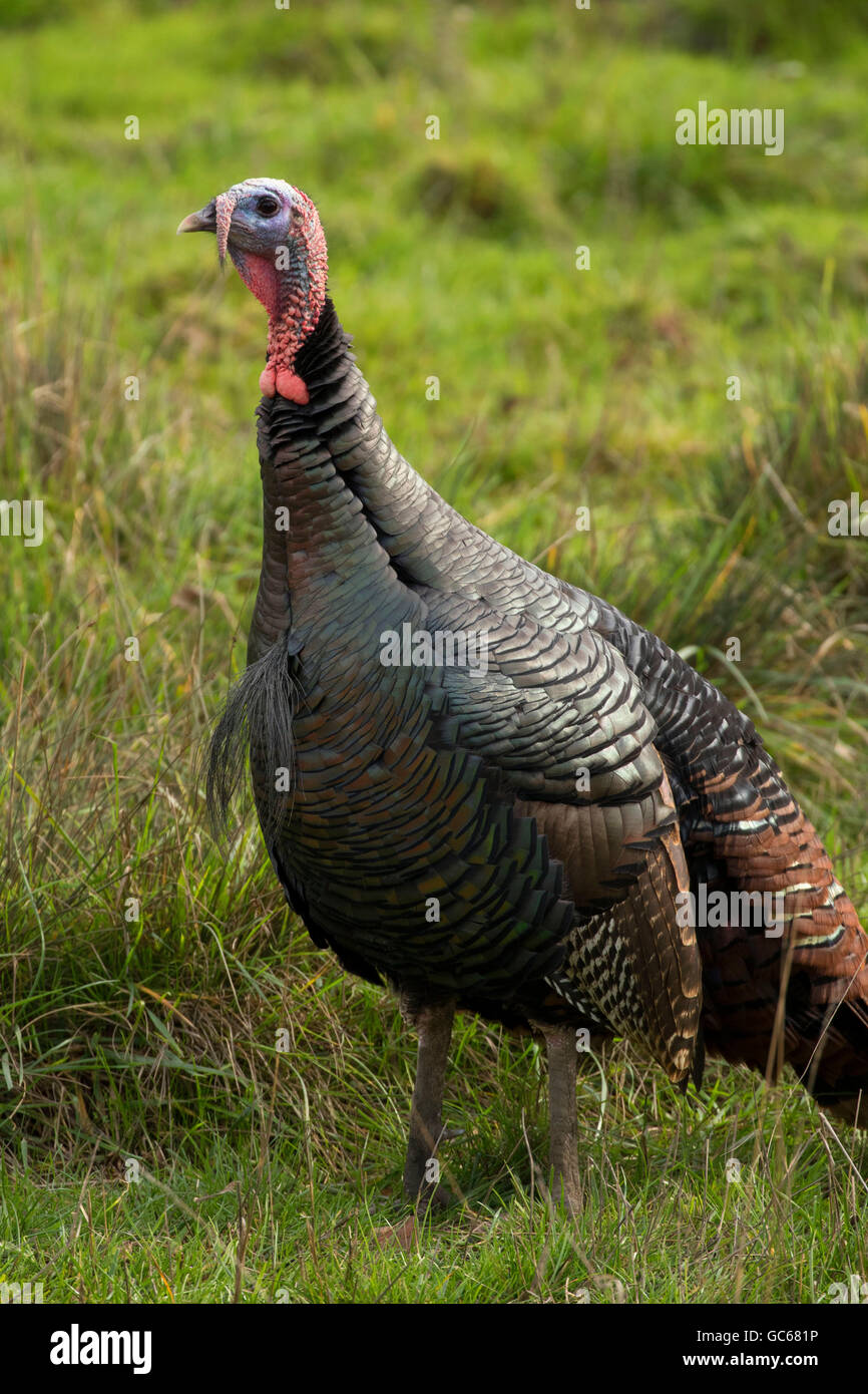 American turkey hi-res stock photography and images - Alamy