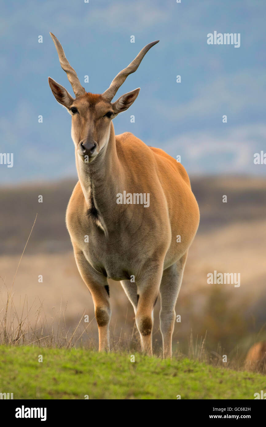 Common Cape eland, Wildlife Safari, Winston, Oregon Stock Photo - Alamy