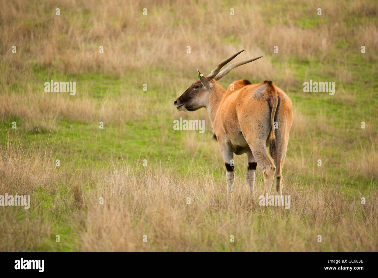 Common Cape eland, Wildlife Safari, Winston, Oregon Stock Photo - Alamy