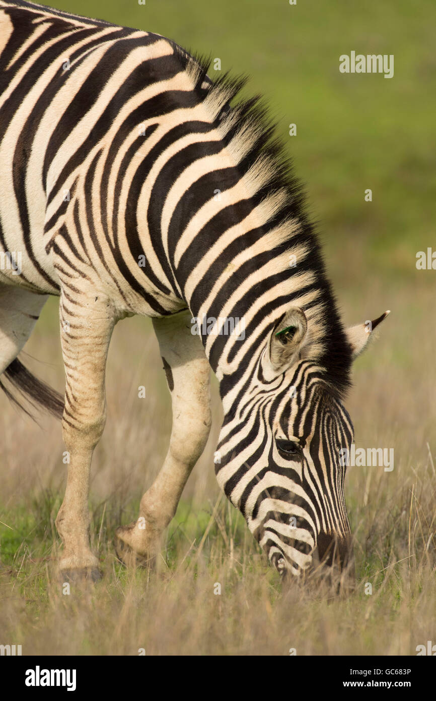 Damara Zebra (Equus burchellii), Wildlife Safari, Winston, Oregon Stock ...