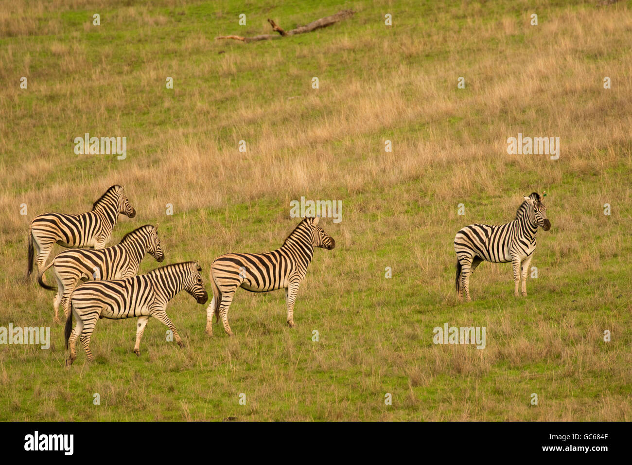 Damara Zebra (Equus burchellii), Wildlife Safari, Winston, Oregon Stock ...