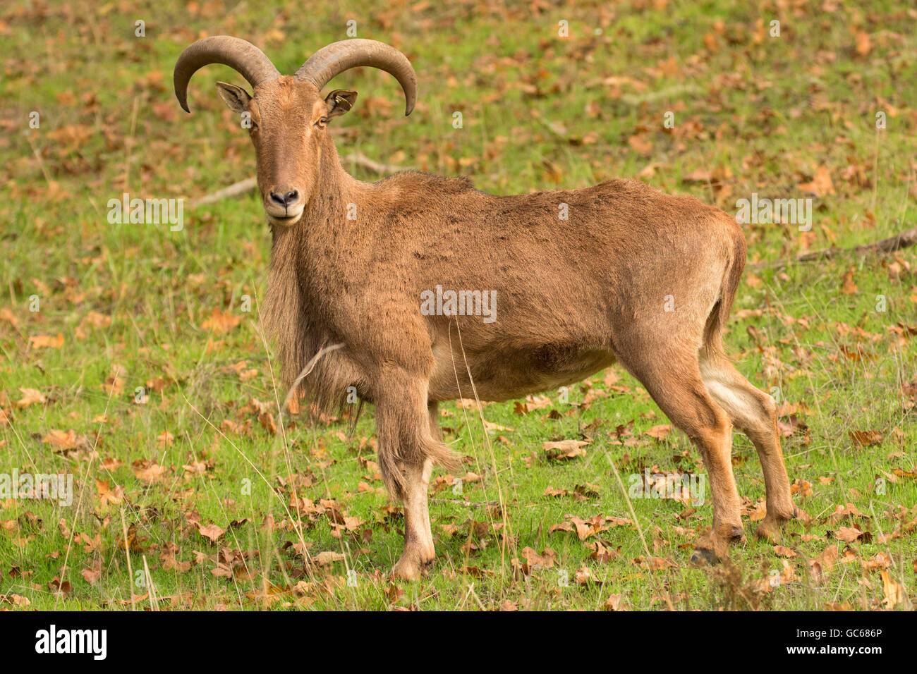 Aoudad Sheep High Resolution Stock Photography and Images - Alamy