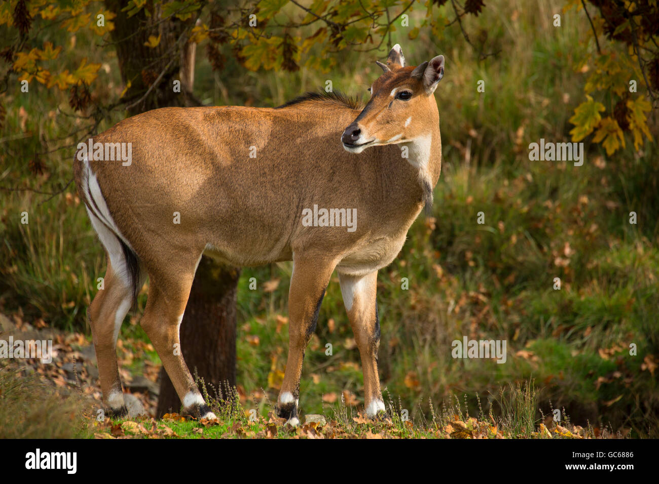Nilgai, Wildlife Safari, Winston, Oregon Stock Photo - Alamy