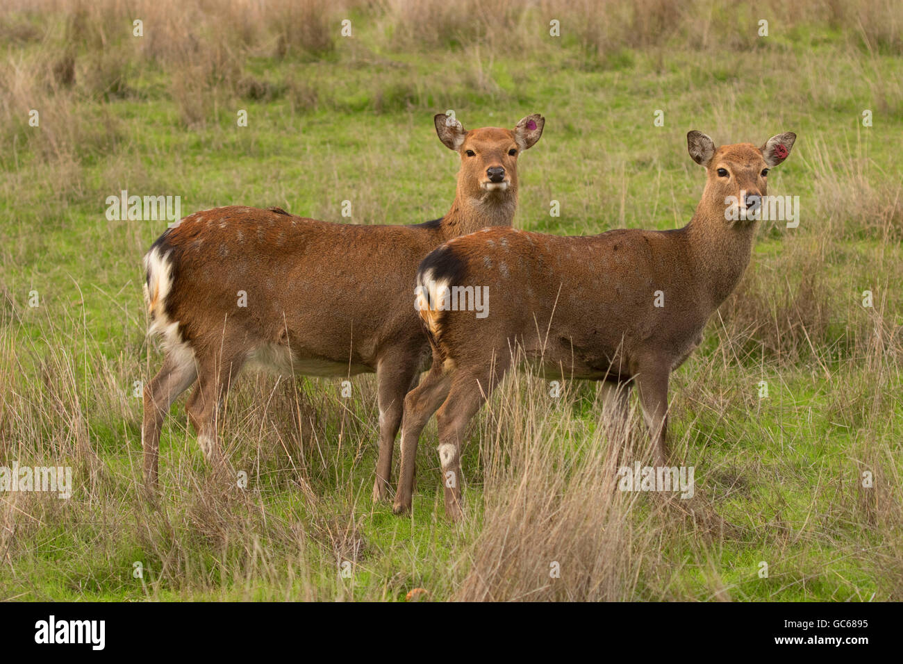 Sitka black-tailed deer, Wildlife Safari, Winston, Oregon Stock Photo ...