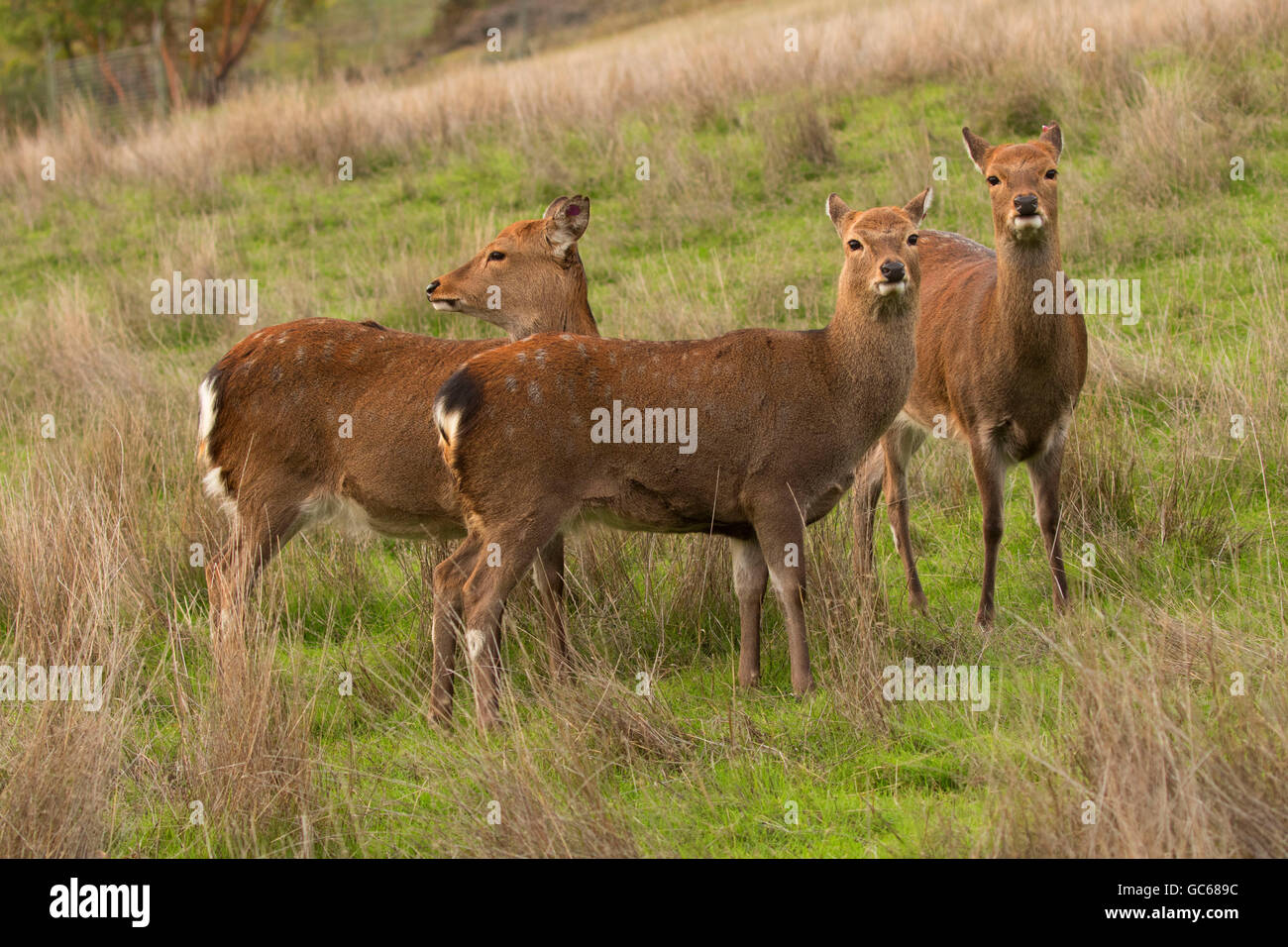 Sitka black tailed deer hi-res stock photography and images - Alamy