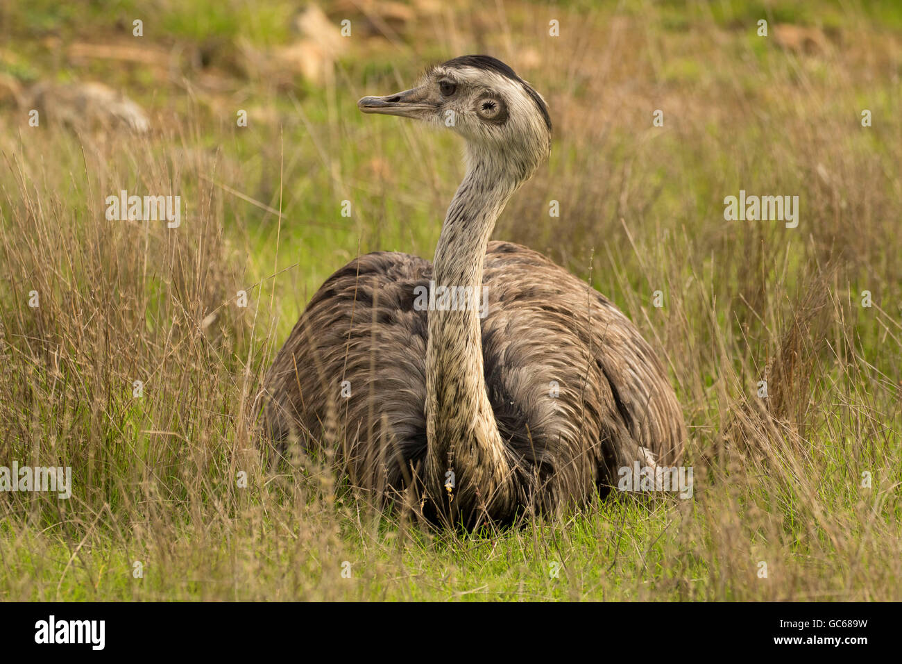 Greater Rhea (Rhea americana), Wildlife Safari, Winston, Oregon Stock Photo - Alamy