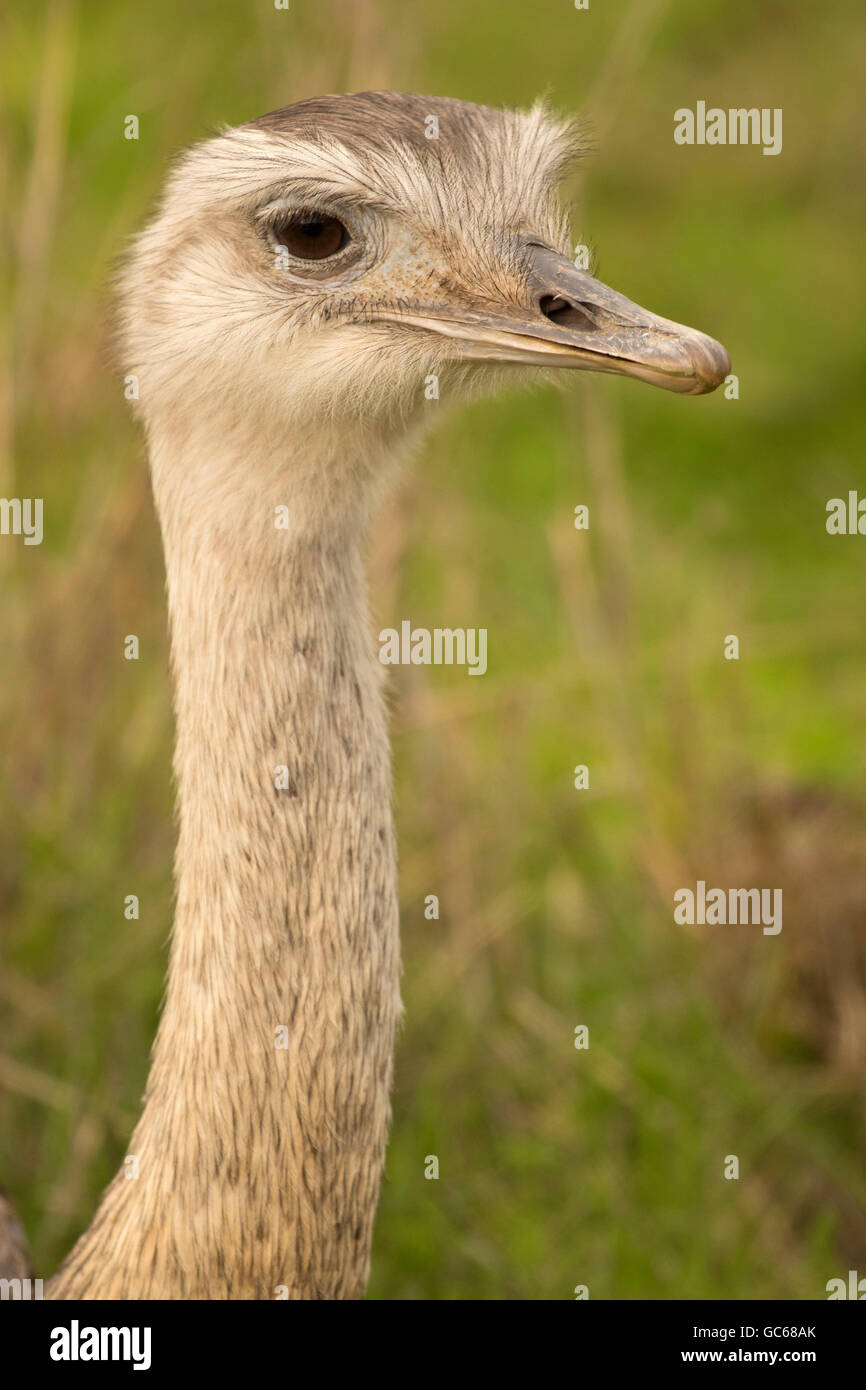 Greater Rhea (Rhea americana), Wildlife Safari, Winston, Oregon Stock ...