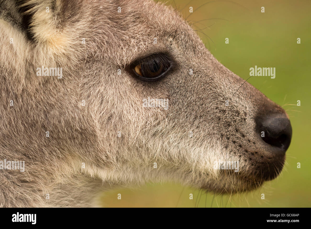 Wallaroo (Macropus robustus), Wildlife Safari, Winston, Oregon Stock ...