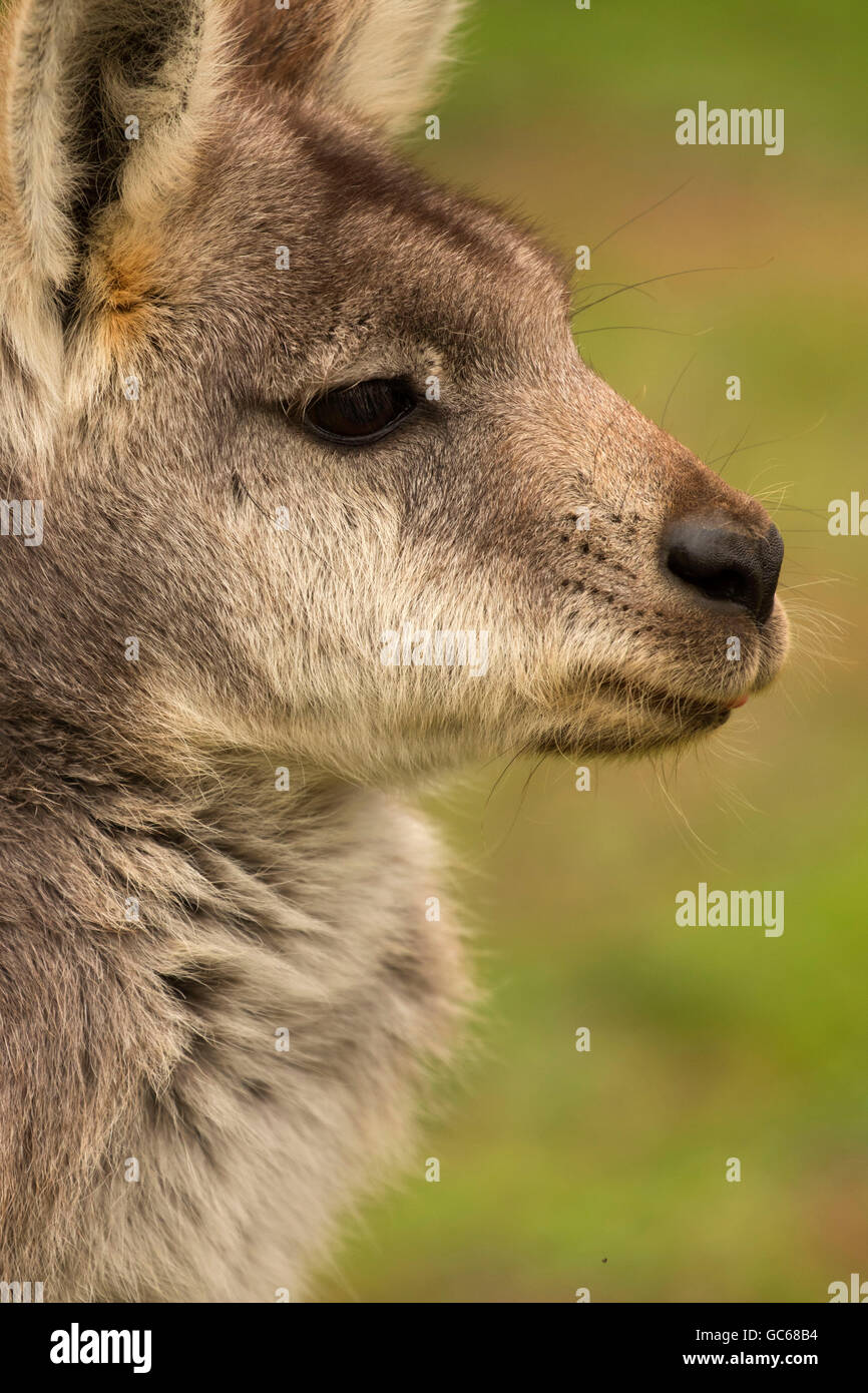 Macropus robustus hi-res stock photography and images - Alamy