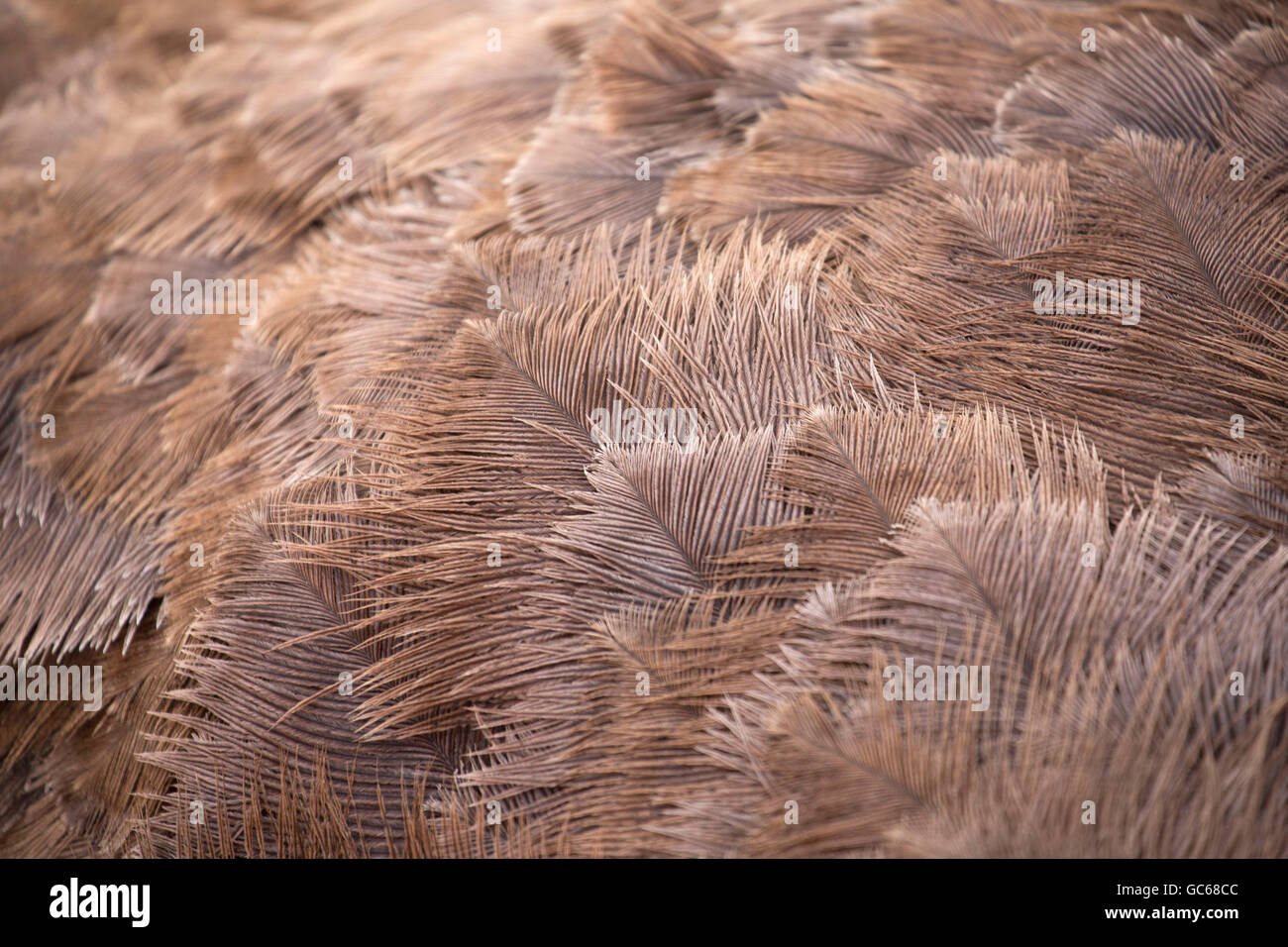 Ostrich feathers, Wildlife Safari, Winston, Oregon Stock Photo - Alamy