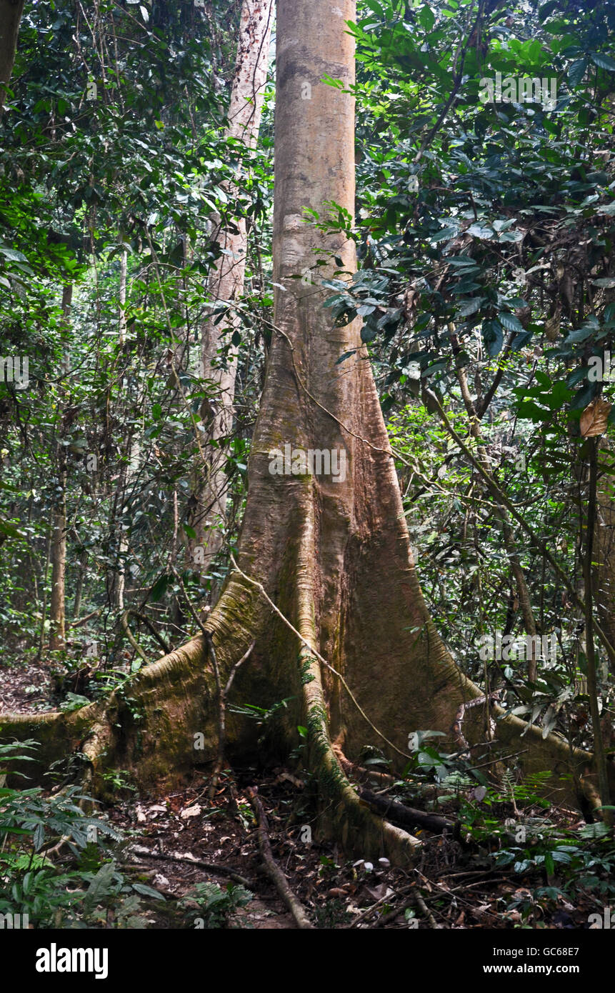 Rainforest tree, Taman Negara National Park, Pahang, Malaysia Stock ...